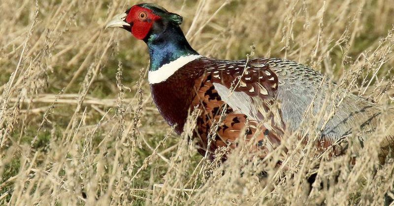 THE GREAT OUTDOORS: The sad fate of wild pheasants in New York state ...