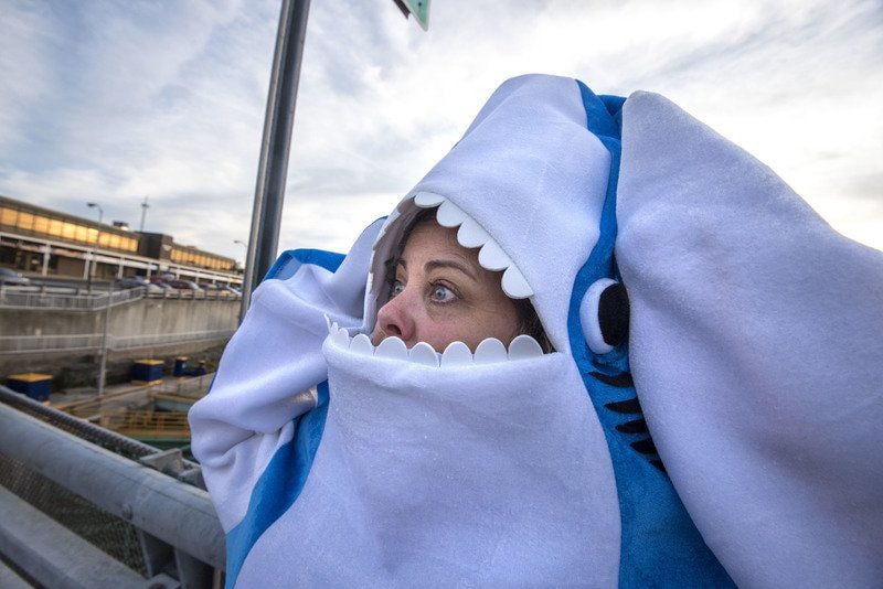 'Canal Shark' sightings reported downtown | Local News ...