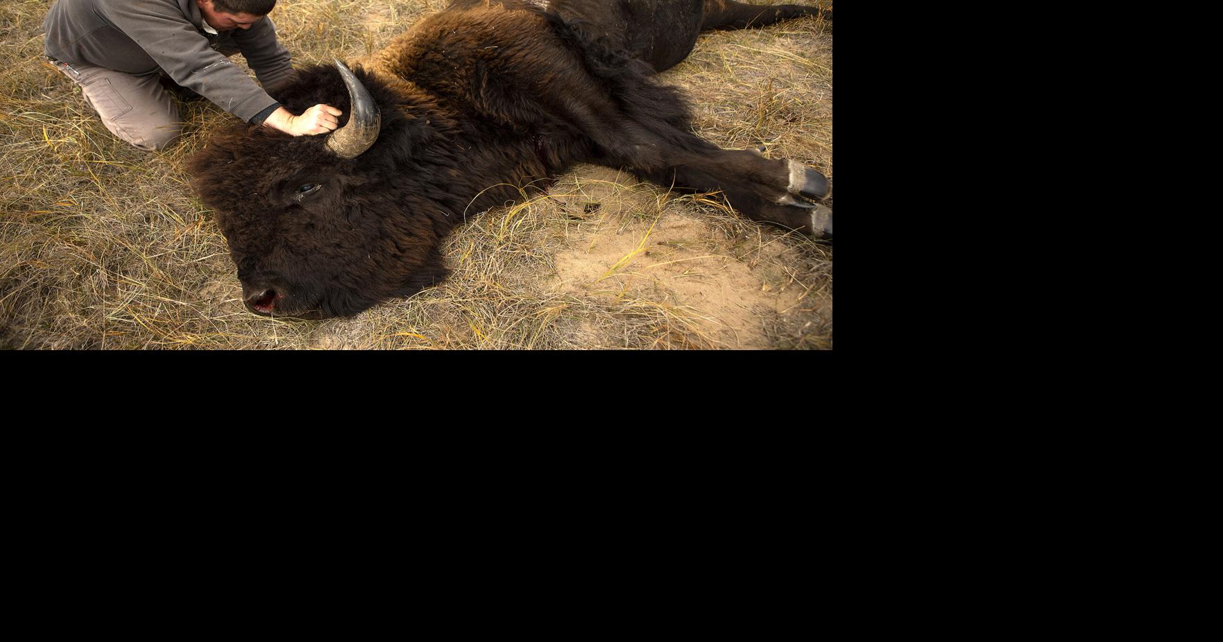 bison head compared to human