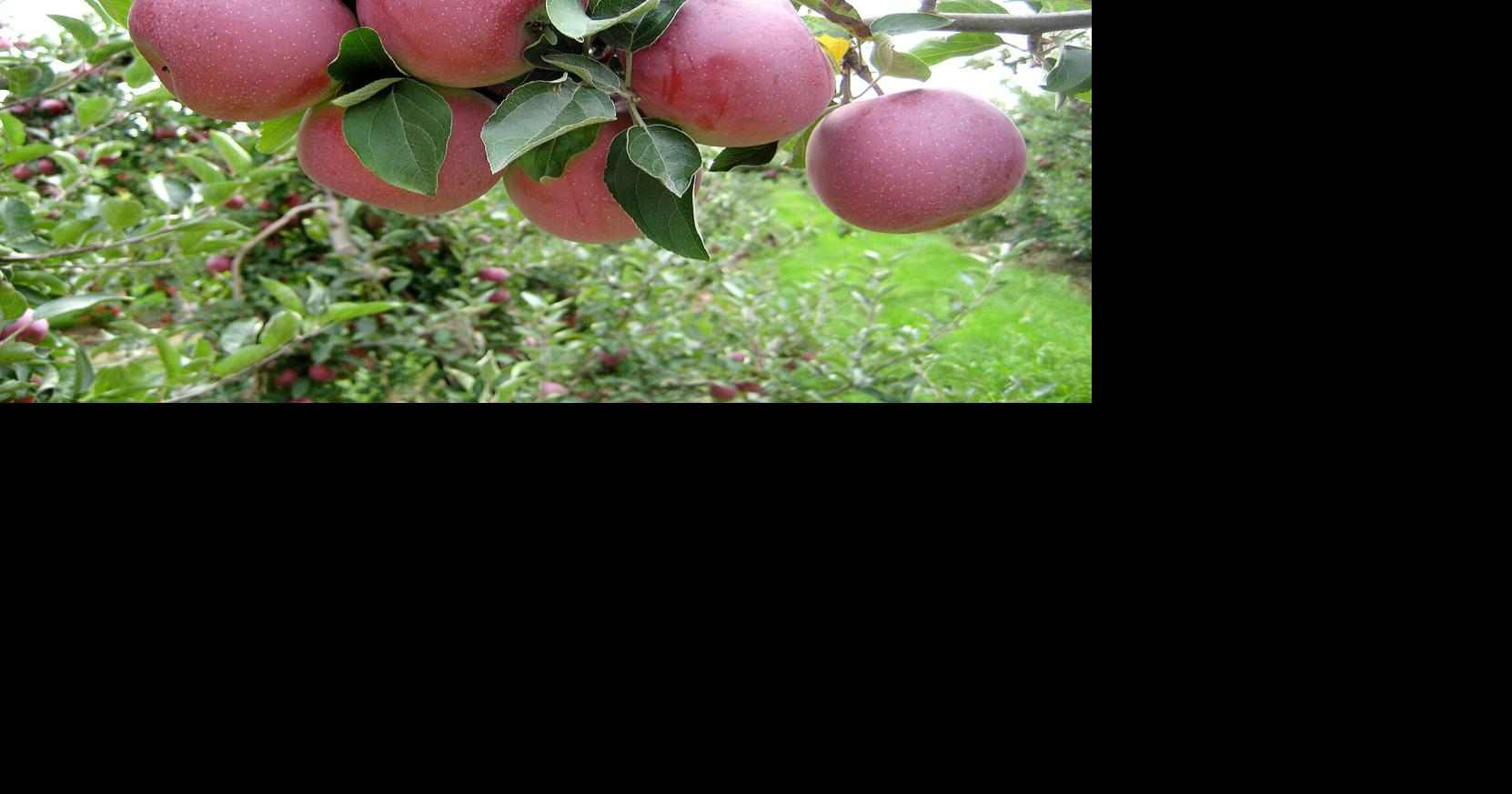 OUTSTANDING IN HER FIELD: Credit selective breeding for the wide ...