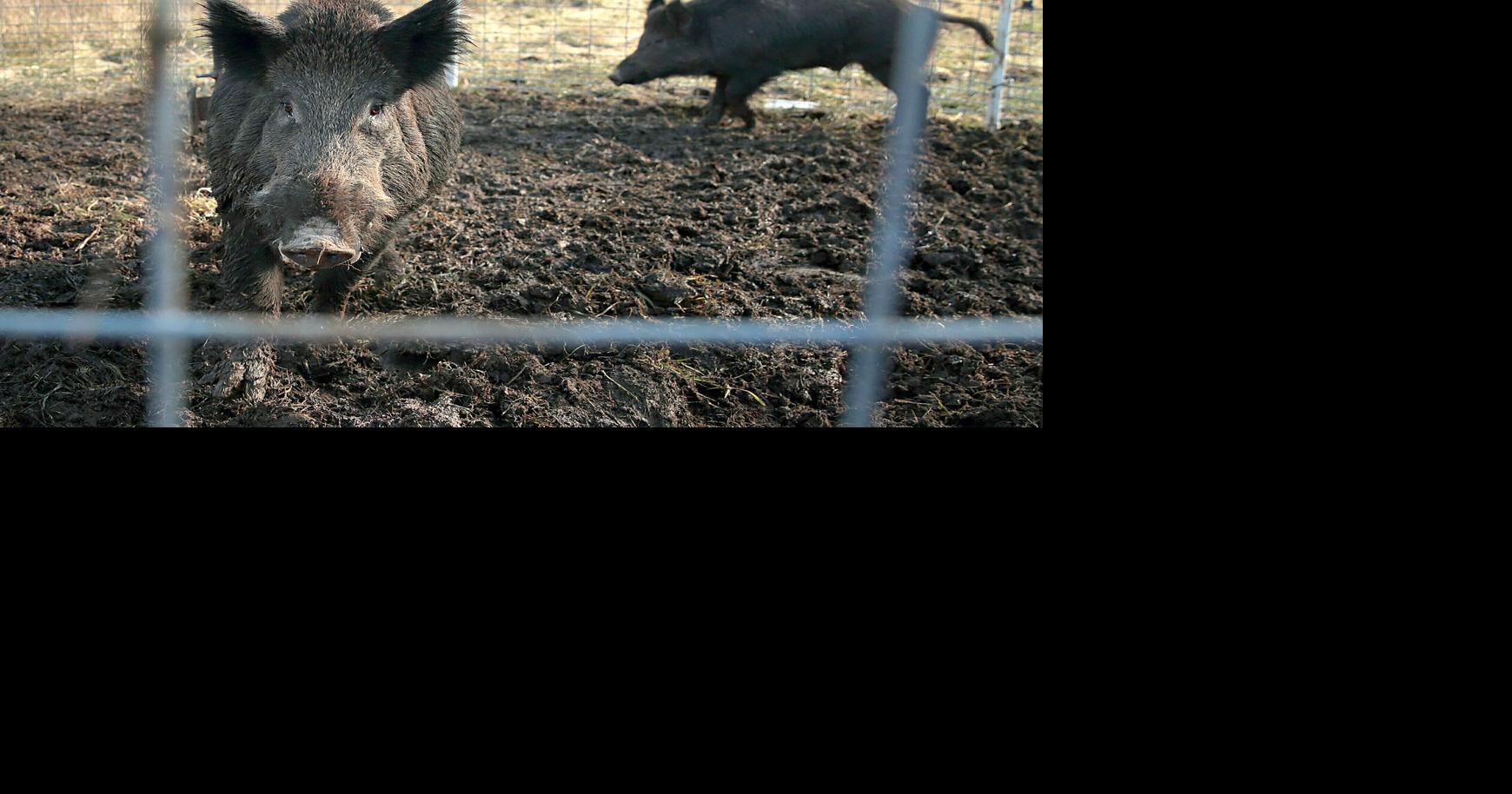 A population of hard-to-eradicate 'super pigs' in Canada is threatening ...