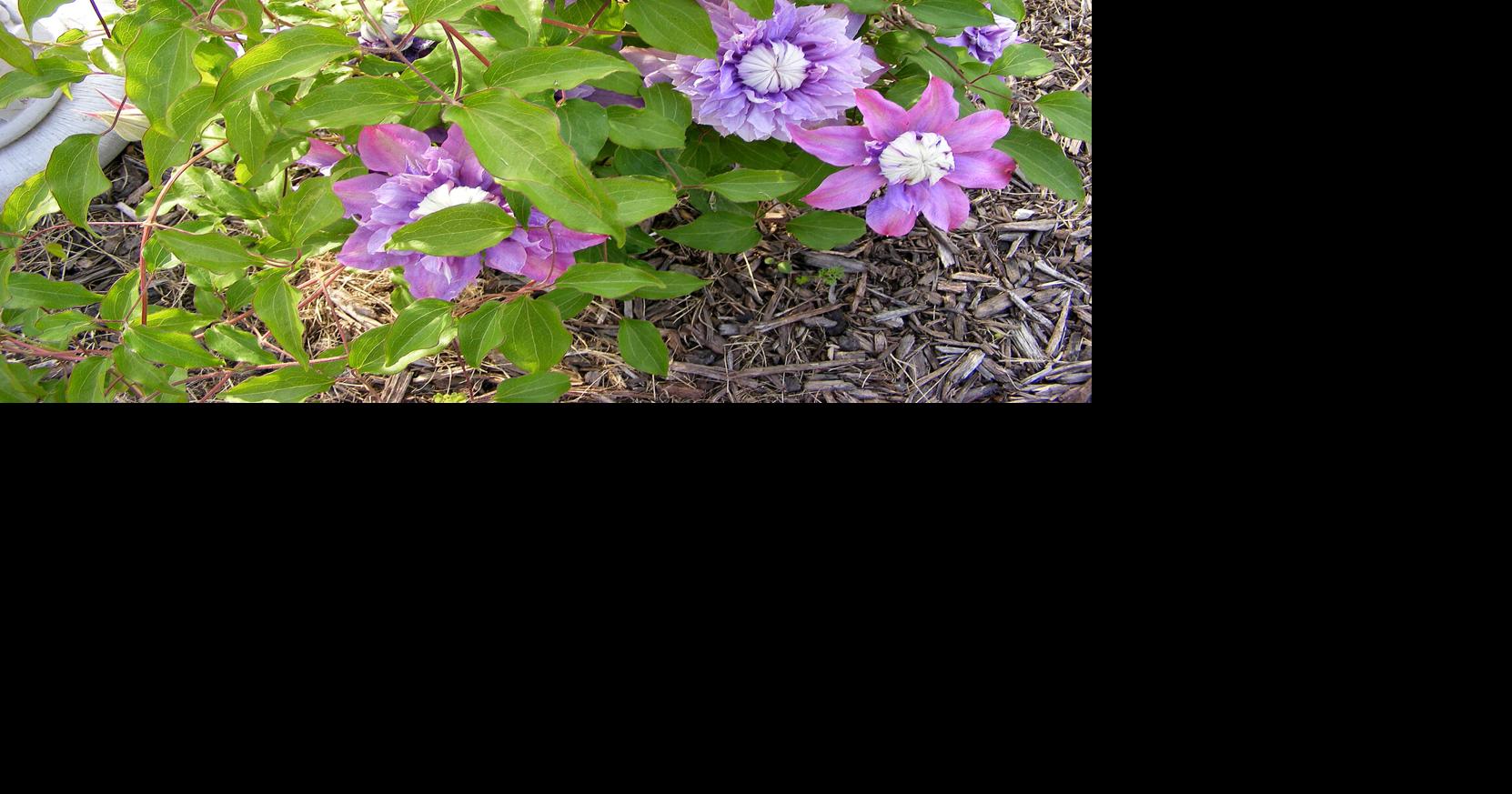 BACK TO THE ROOTS: Garden looking dull? Perk it up with color ...
