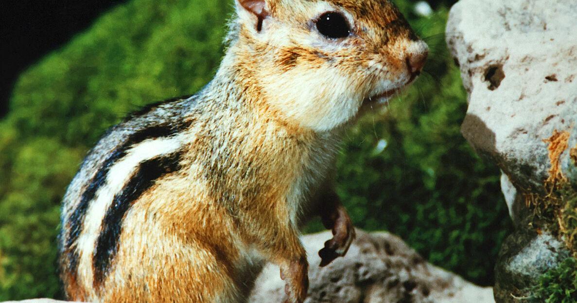 chipmunk headlines