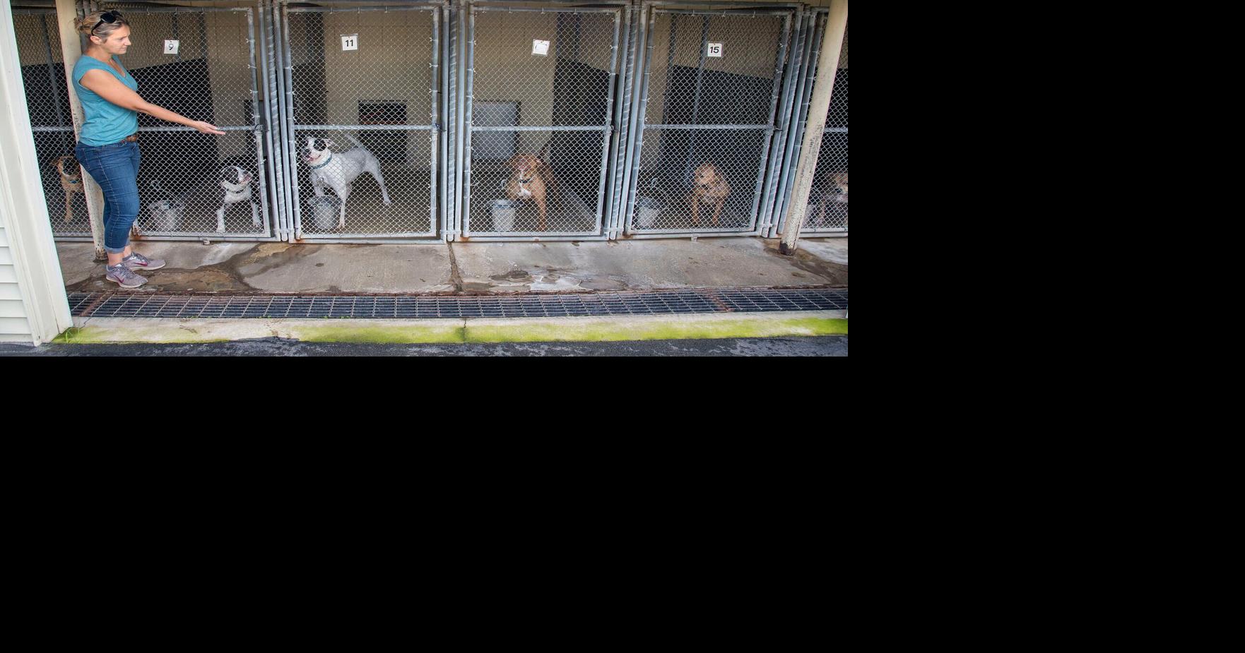 Animal shelters and rescues struggling with crisis of animal ...