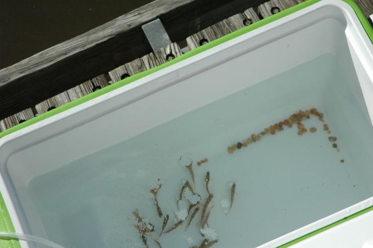 Fish in the classroom hit the open water | Local News | lockportjournal.com