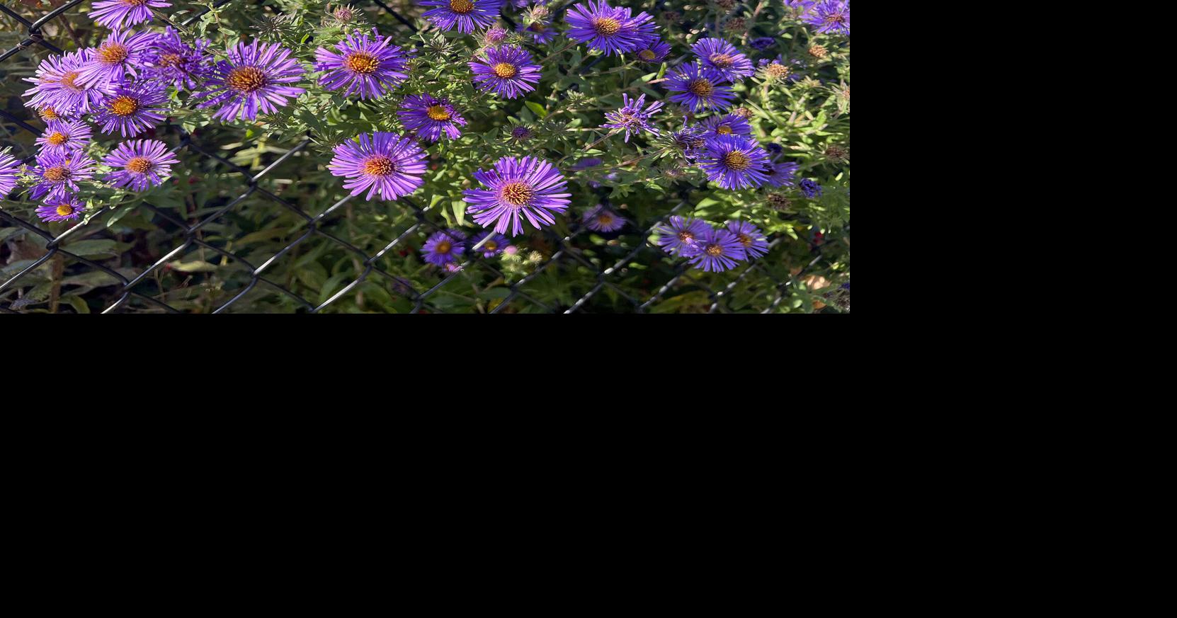 Oaks, asters and 6 other 'keystone' native species to plant for ...