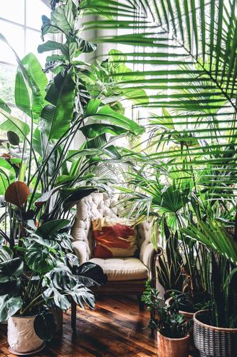 How to create a calming 'nature nook' with indoor plants: Advice from ...