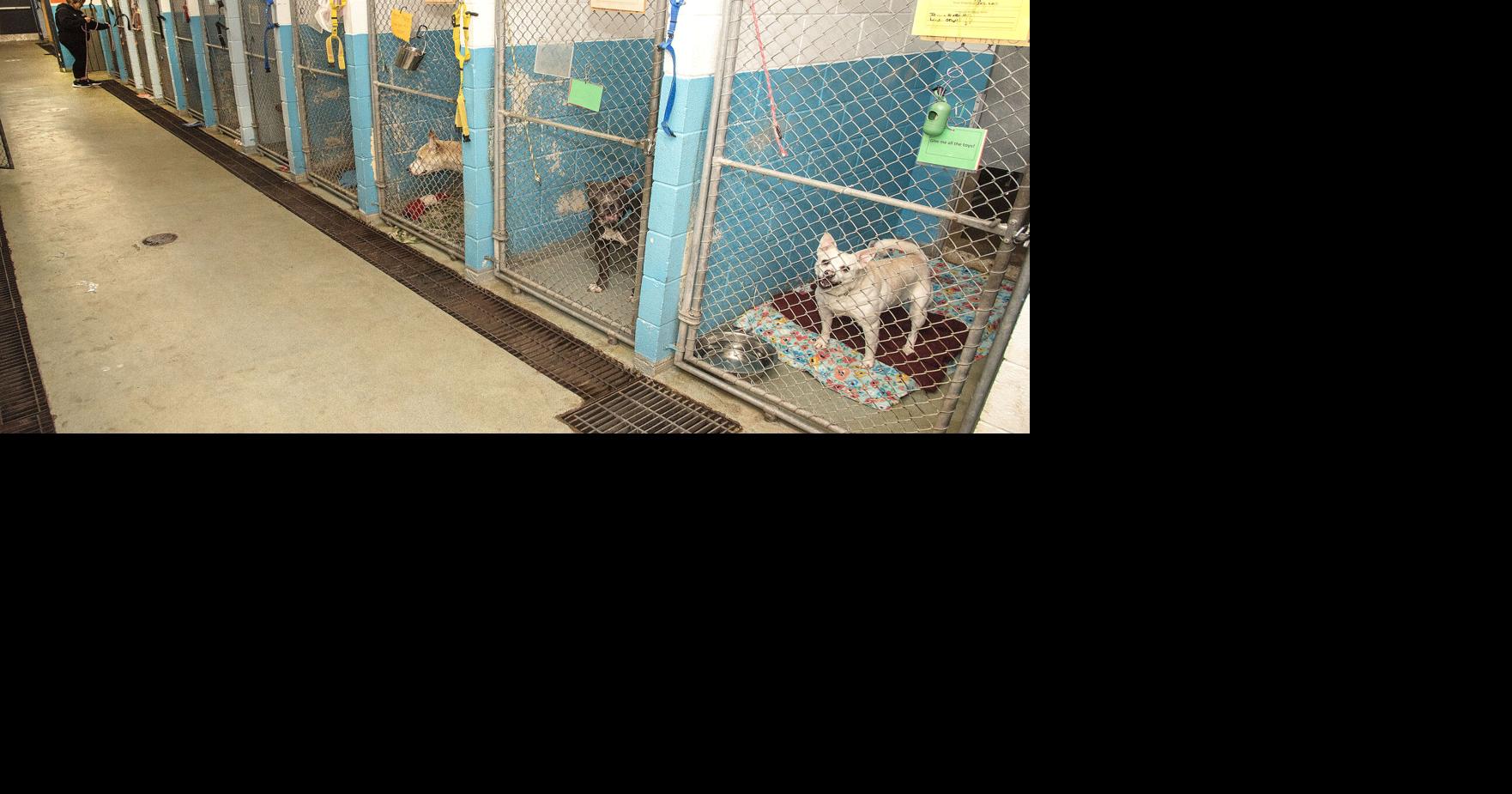 Rescue groups struggling with influx of displaced pets | Local News ...