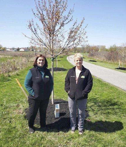 Lockport's Memorial Tree Garden is ever-growing | Local News ...