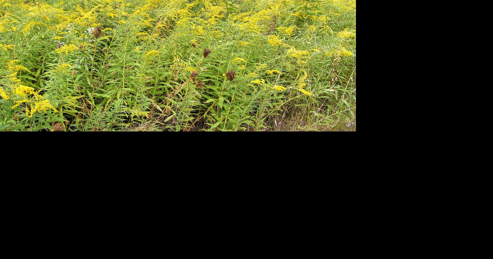 BACK TO THE ROOTS: The many virtues of native goldenrod | Lifestyles ...
