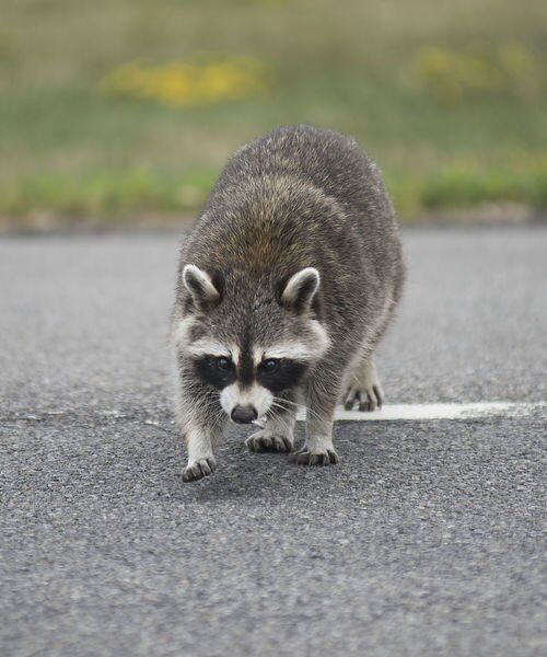 Au 14 Vanlige Fakta Om Can Dogs Get Rabbies From Biting Racoon Au 14 Vanlige Fakta Om Can Dogs Get Rabbies From Biting Racoon