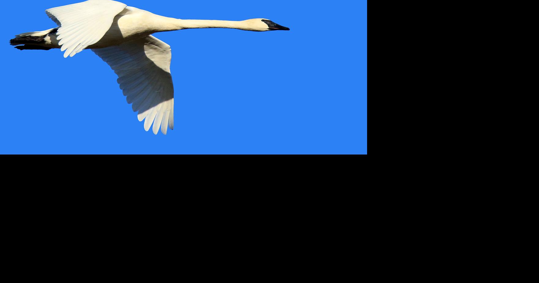 THE GREAT OUTDOORS: Incoming geese inspire a photo challenge ...