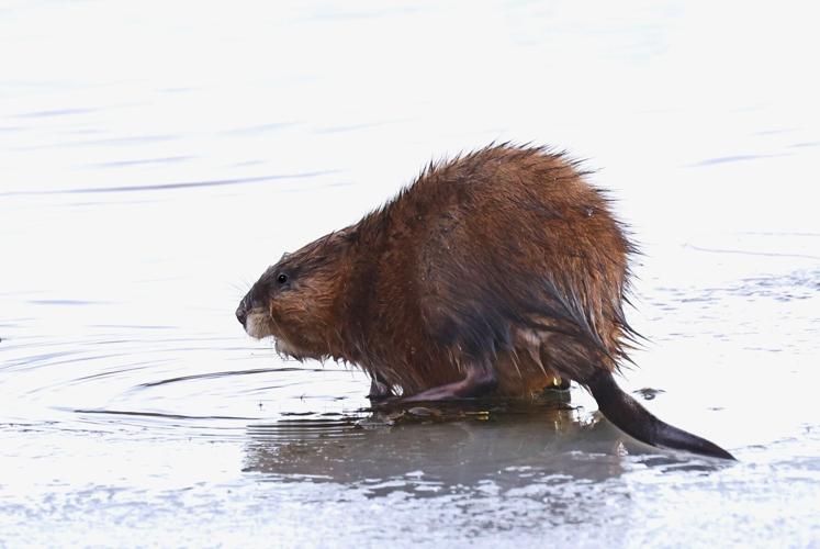 THE GREAT OUTDOORS: The muskrat, a source of fur — and food ...