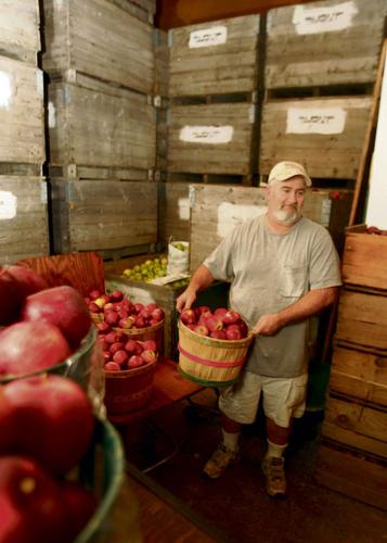 FARMING: Apple crop on rebound after potentially disastrous summer ...