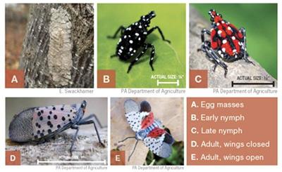 A new invasive species has made its way into New York | Local News ...