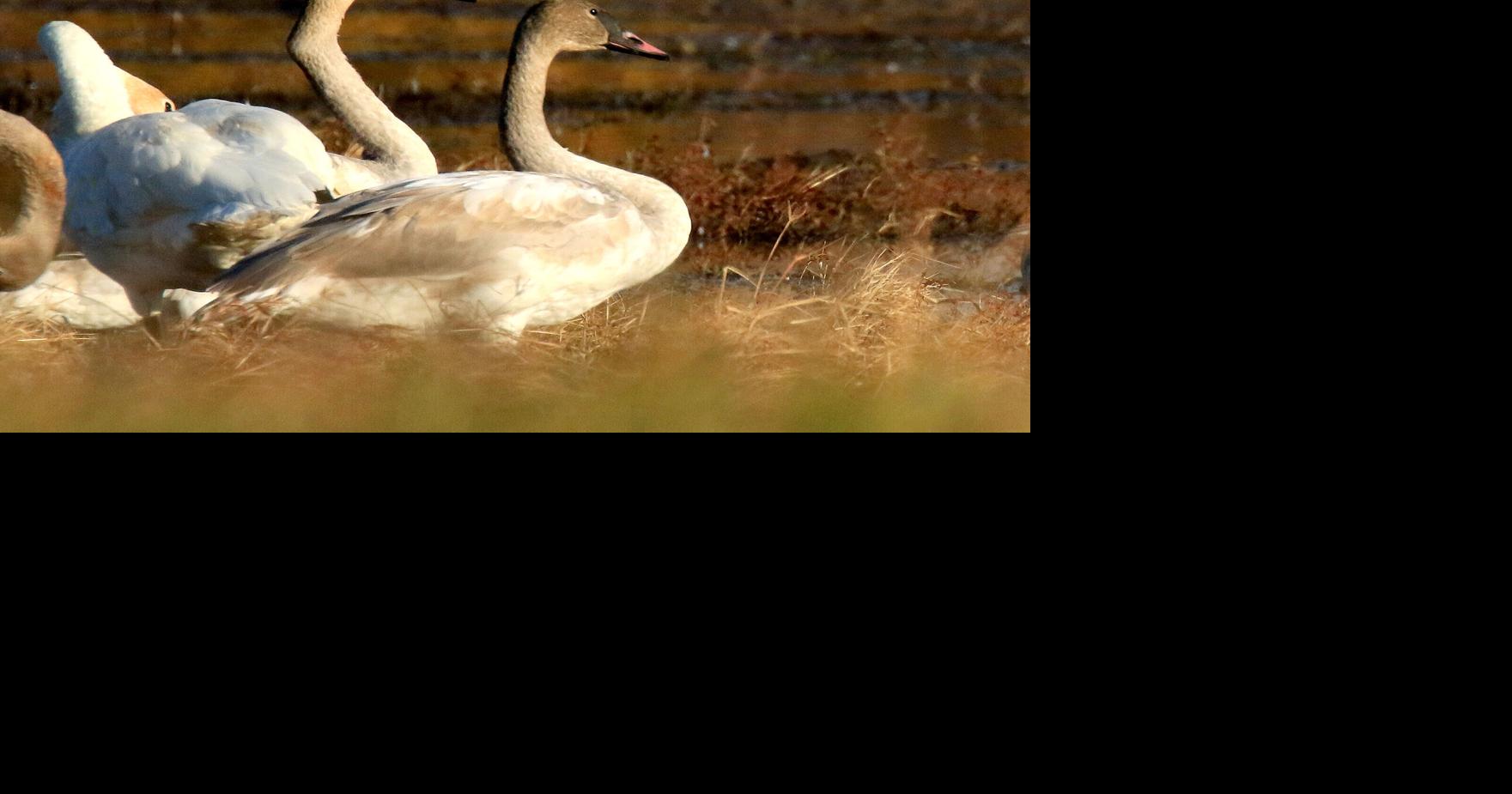 THE GREAT OUTDOORS: Following a pair of trumpeter swan families in the ...