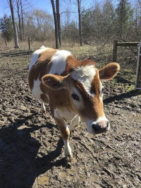 At Asha Sanctuary, visitors get paid to 'Meet a Cow' | News ...