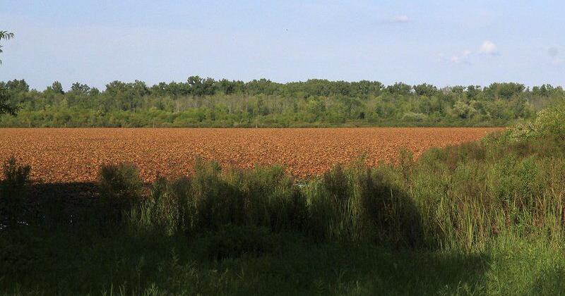 THE GREAT OUTDOORS: Rejuvenating the Alabama Swamp | Lifestyles ...