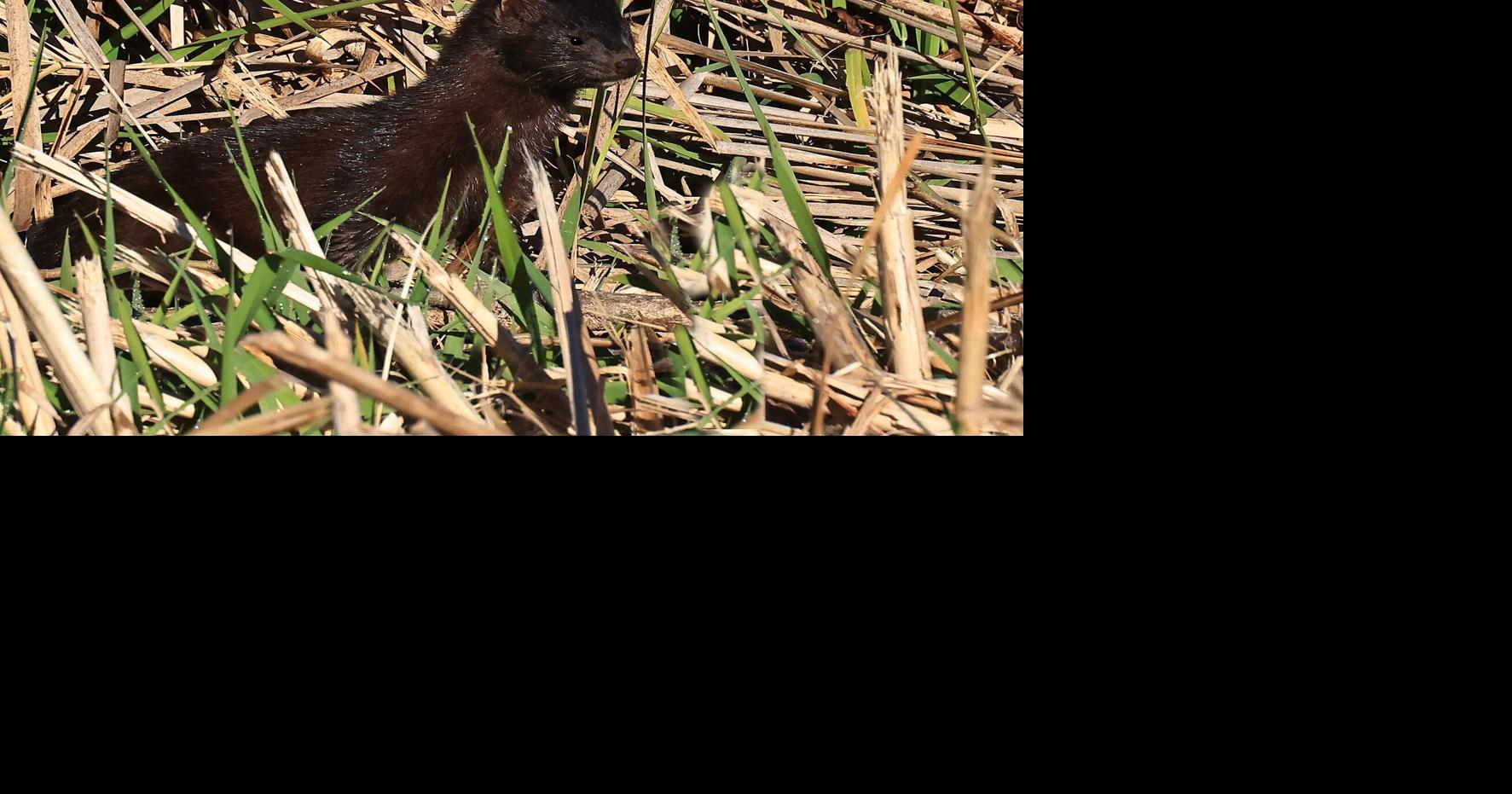 THE GREAT OUTDOORS: The ever-moving mink | Lifestyles | lockportjournal.com