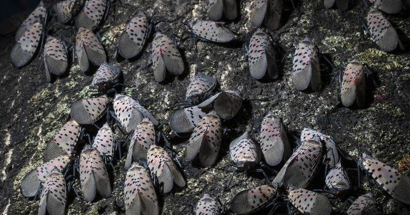 Stomp and squish: Pennsylvanians battle 'nightmare' bugs | News ...