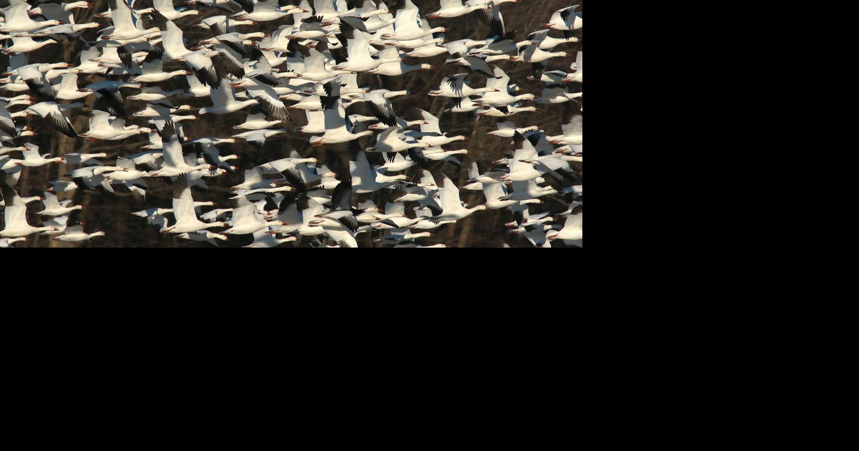 THE GREAT OUTDOORS: 'Jumping' snow geese create a sight — and a sound ...