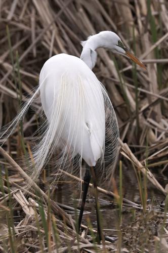 THE GREAT OUTDOORS: More on the spring awakening in the Swamps ...