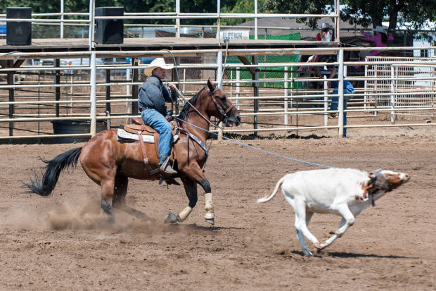Young cowboys, cowgirls work hard at Clements Junior Stampede | News ...