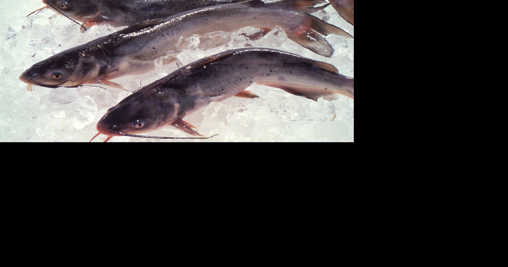 August is National Catfish Month; here’s how to celebrate | News ...