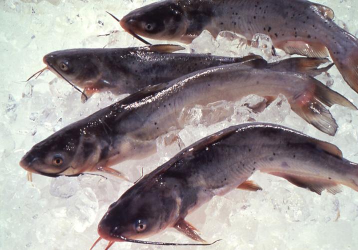 August is National Catfish Month; here’s how to celebrate | News ...