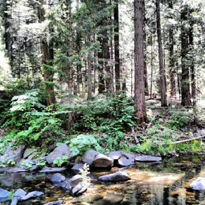 Bask in the sun near a babbling brook at PiPi Valley | Columnists ...