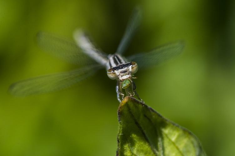 A year in photos | Lodi Living | lodinews.com