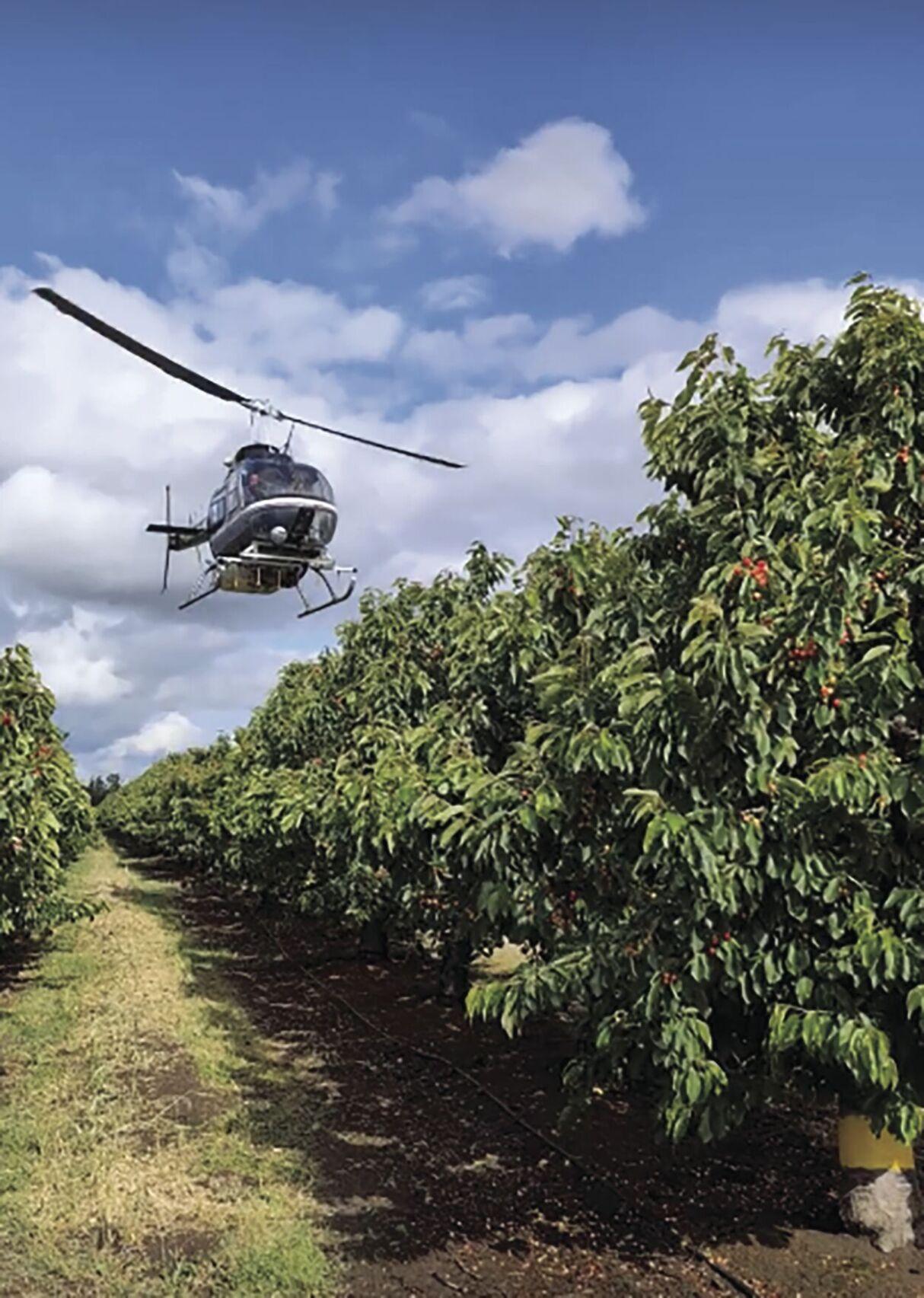 Dried-and-true approach: Local cherry farmer utilizes helicopter to air ...