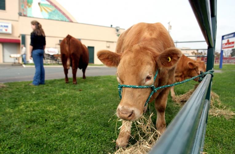 AgVenture Day at the Lodi Grape Festival Grounds | News | lodinews.com