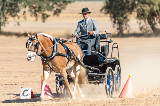 Skilled drivers show talents at Golden State Combined Driving event ...