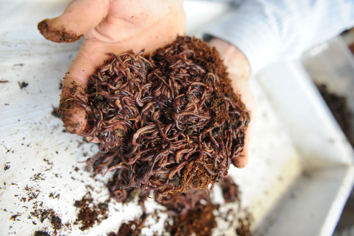 One million worms | Lodi Living | lodinews.com