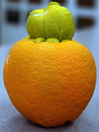 Mutant orange? | News | lodinews.com
