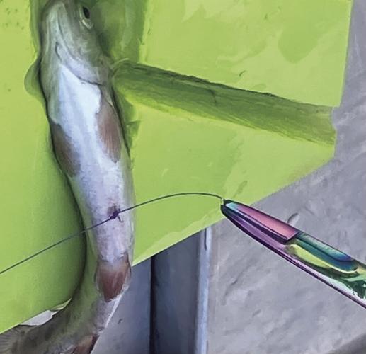 How tiny tags help Mokelumne fishes: Scientists use acoustic tech to ...