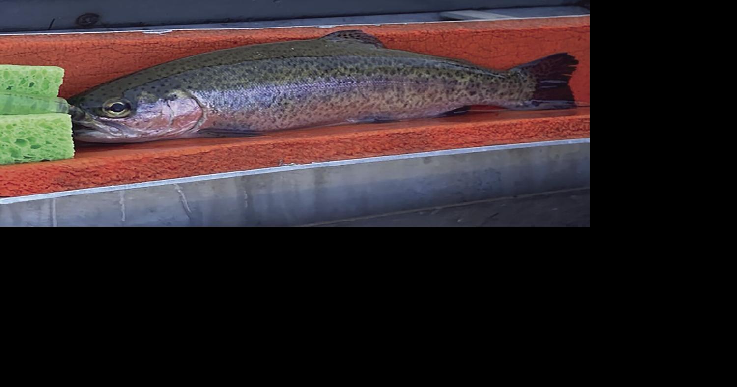 How tiny tags help Mokelumne fishes: Scientists use acoustic tech to ...