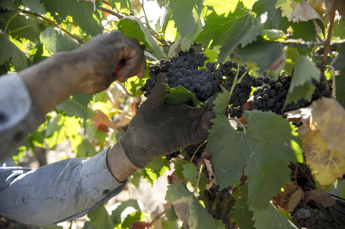 Photos: Lodi grape harvest in full swing | News | lodinews.com