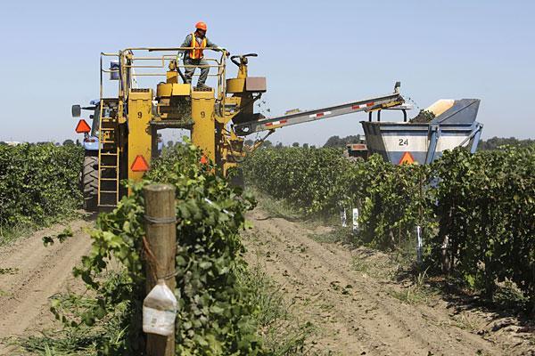 Mechanical grape harvester a quicker picker | Business | lodinews.com