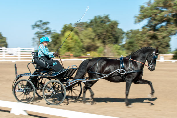 Skilled drivers show talents at Golden State Combined Driving event ...