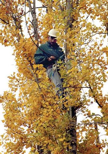 Tree trimming: Worker | News | lodinews.com