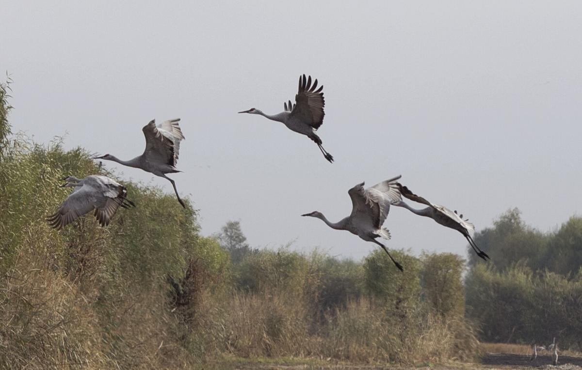 The quest: With vision and grit, Dino Cortopassi has created a Delta ...