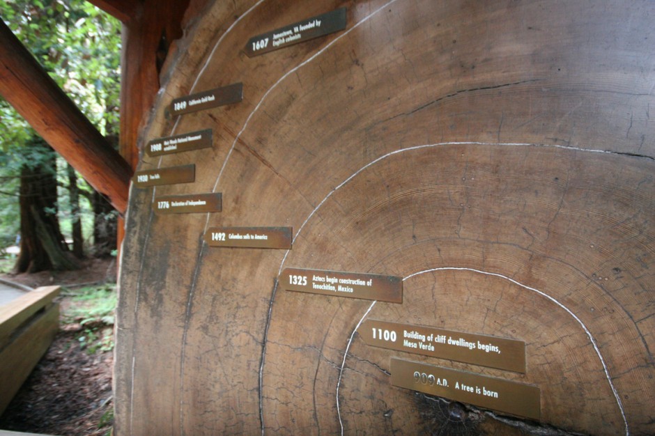 Visit Muir Woods to stimulate the senses | Columnists | lodinews.com