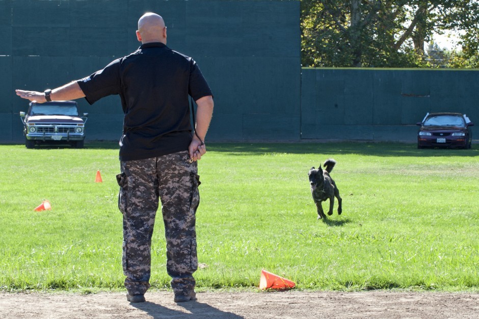 Police dogs take on agility, searches, biting the bad guys at Lodi ...