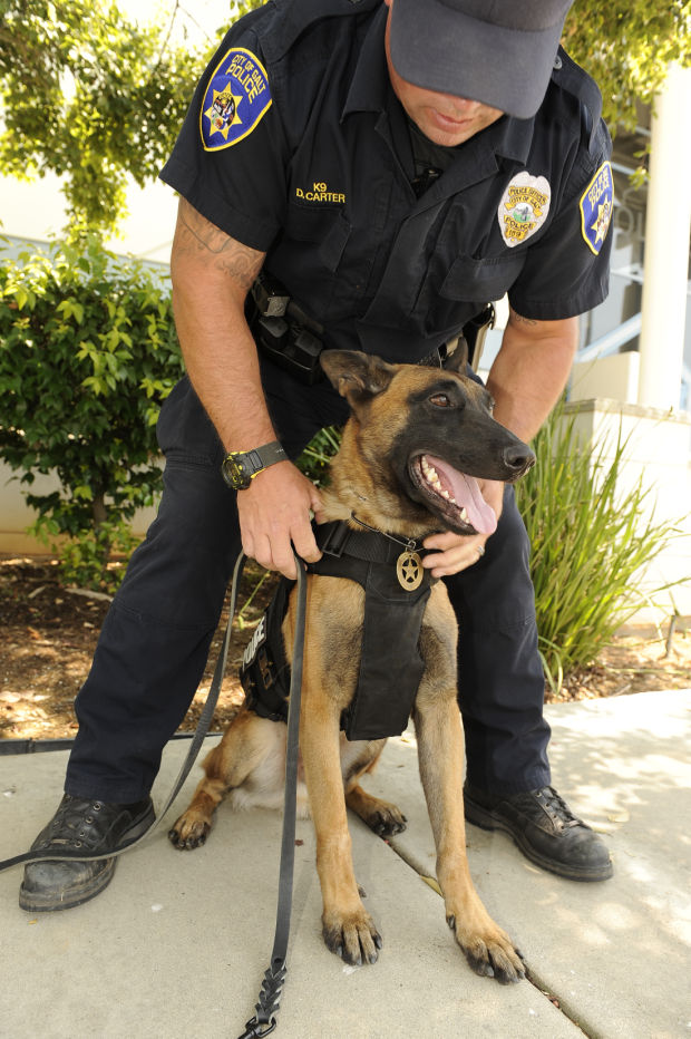 Galt police dogs get bulletproof vests thanks to donation | News ...