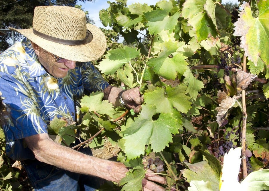 Lodi’s forgotten fruit: Flame Tokays | News | lodinews.com