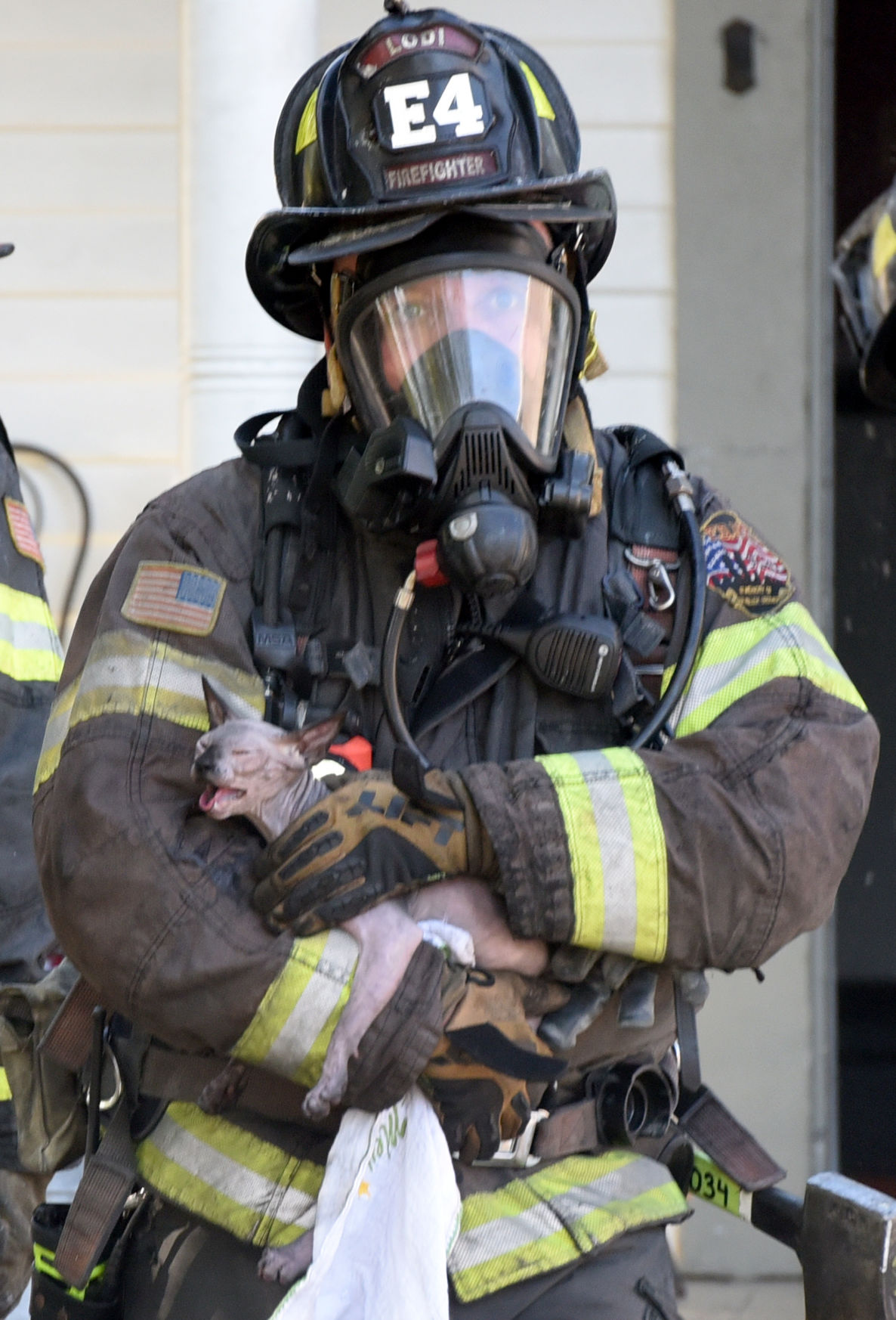 Six cats rescued from Lodi fire | News | lodinews.com
