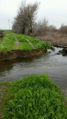 Levee break reported at White Slough west of Lodi | News | lodinews.com