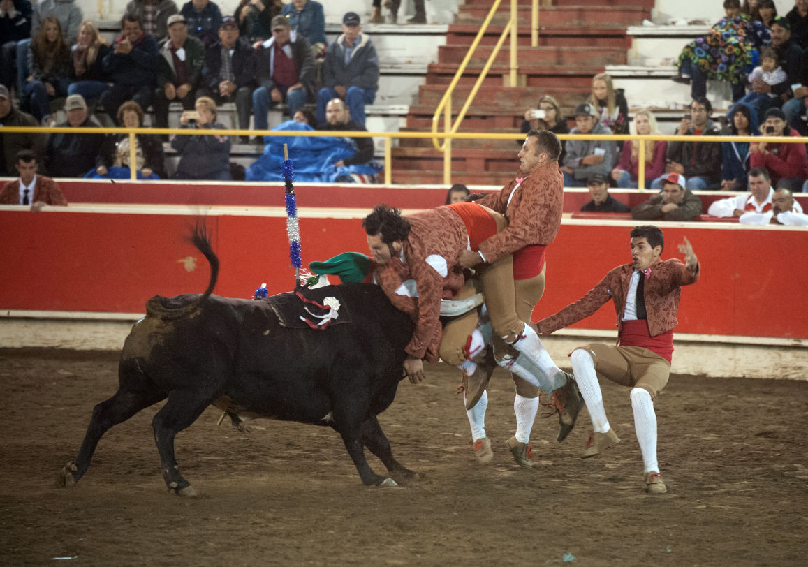 Grabbing the bull by the horns in Thornton | News | lodinews.com